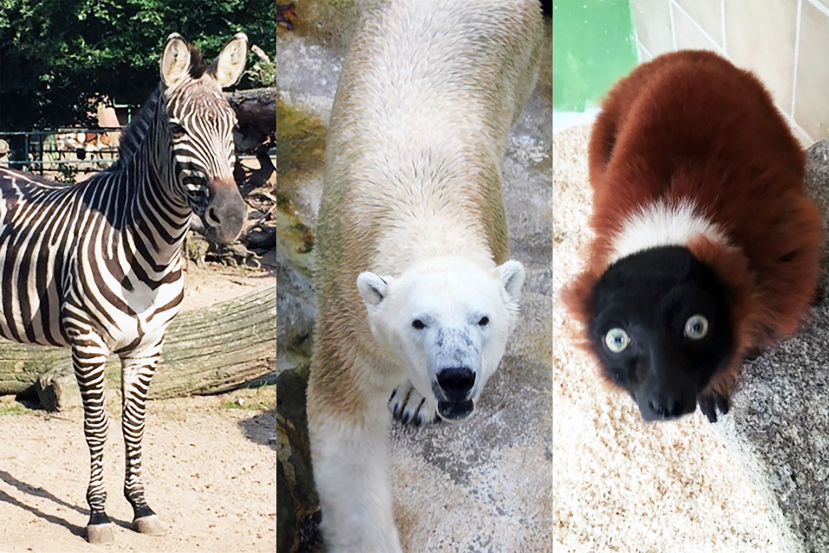 Zoo animals teach lessons about a healthy microbiome | CRC 1182